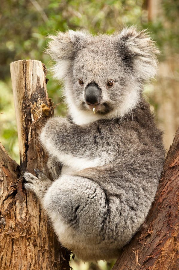 Australian Koala Bear with Cute Baby Australia Stock Photo - Image of ...