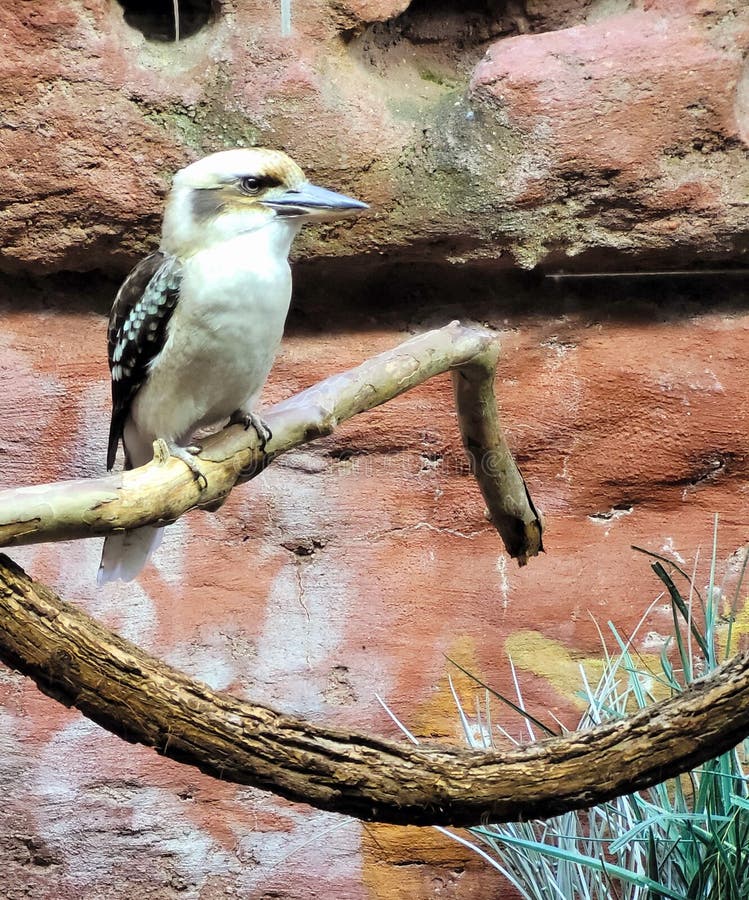 Australian Kookaburra in Memphis Zoo Stock Photo - Image of beak, white ...