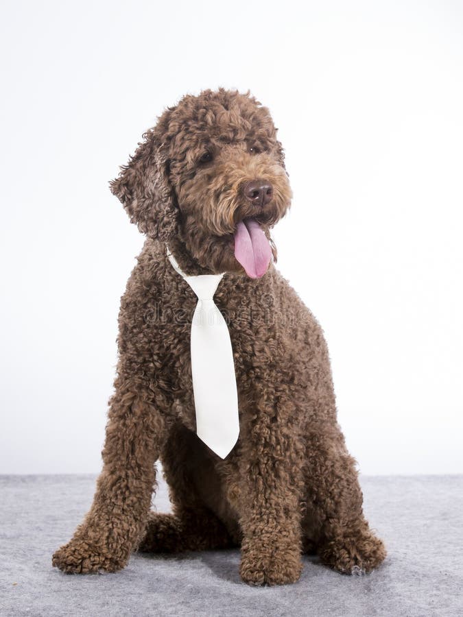 Labradoodle Dog Portrait Isolated on White, Business Look. Stock Image ...