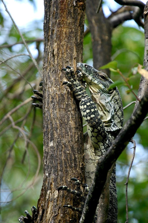 Lace monitor lizard stock image. Image of iguana, claws - 7045017
