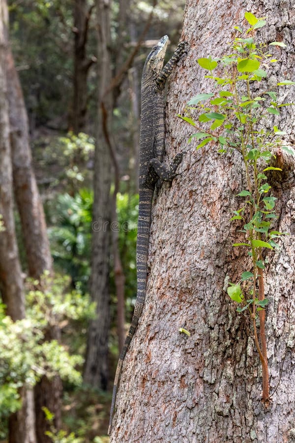 Australian Lace Monitor stock image. Image of arboreal - 298875595