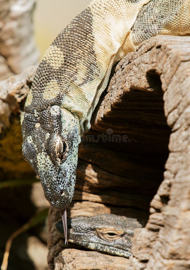 Lace Monitors during the Day Stock Photo - Image of wildlife, nature ...