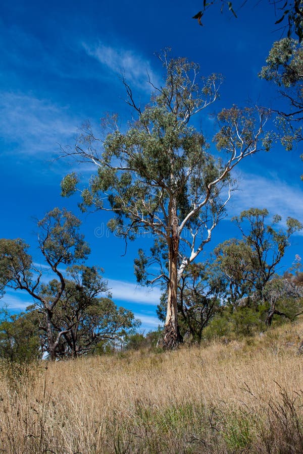 An Australian Landscape stock image. Image of australia - 69093779