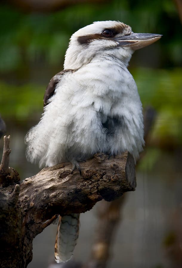 Australian Laughing Jackass 3 Picture. Image: 5316888