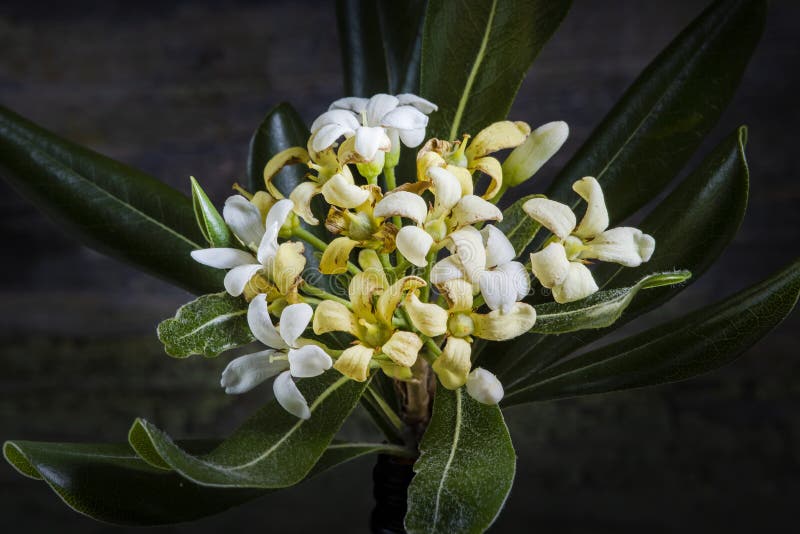 Australian Laurel Flower Studio Macro Photo Stock Photo - Image of ...