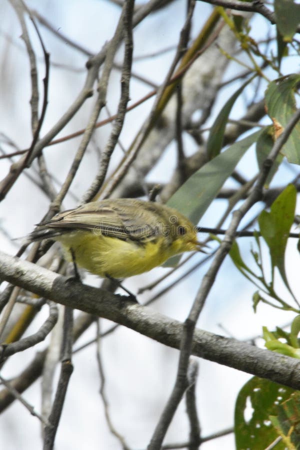 Australian Lemon Billed Flycatcher Bird Stock Photo - Image of perched ...