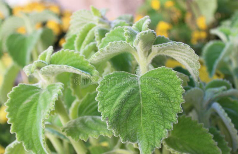 Australian lemon leaf stock photo. Image of species - 259845066
