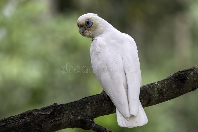 Australian Little Corella stock image. Image of australia - 344047547