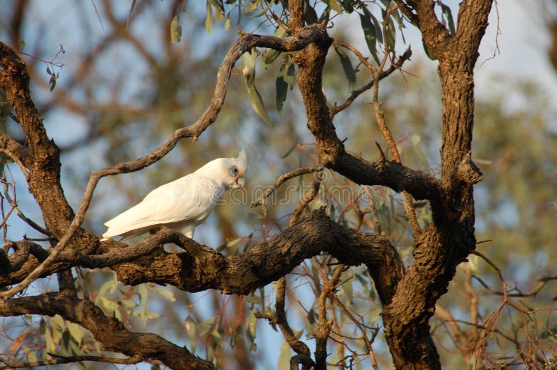 Australian Little Corella Bird Perched in a Gum Tree Stock Image ...