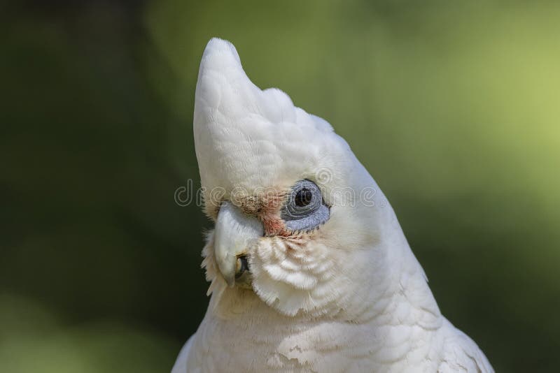 Australian Little Corella stock photo. Image of little - 265303326