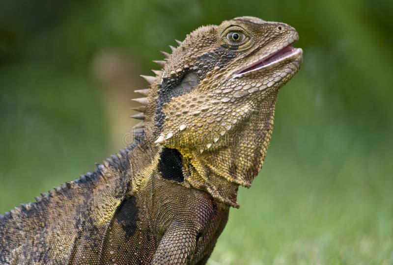 The Australian lizard. stock photo. Image of reptile - 24050004