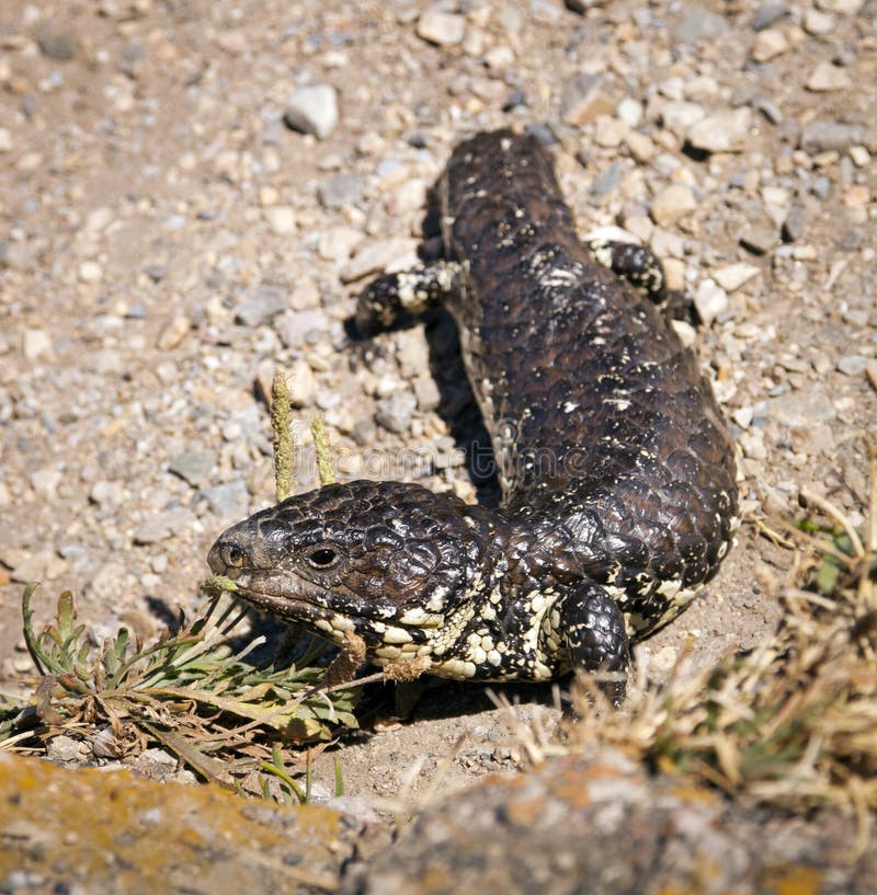 Australian Bush Landscape stock photo. Image of mountain - 52009220