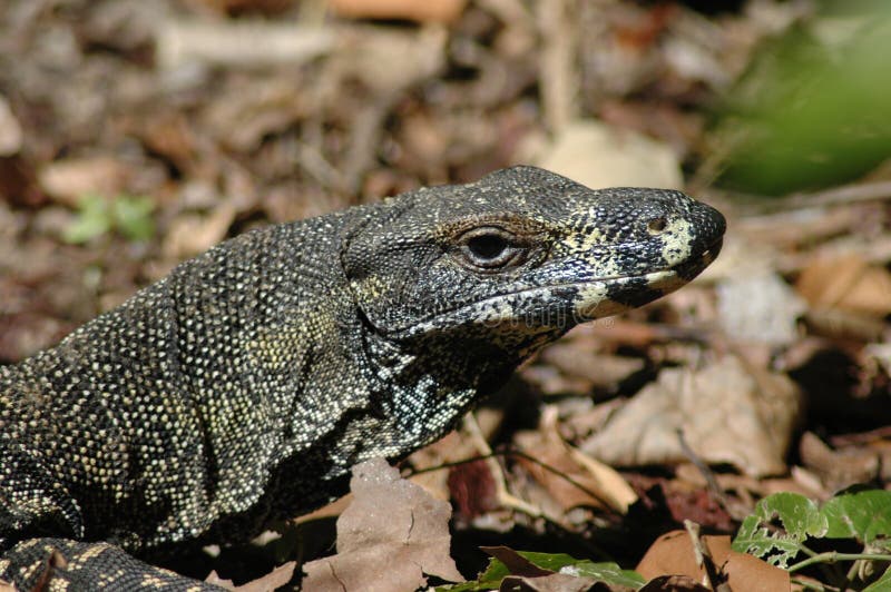 Australian Lizard stock photo. Image of lizard, australian - 92157020