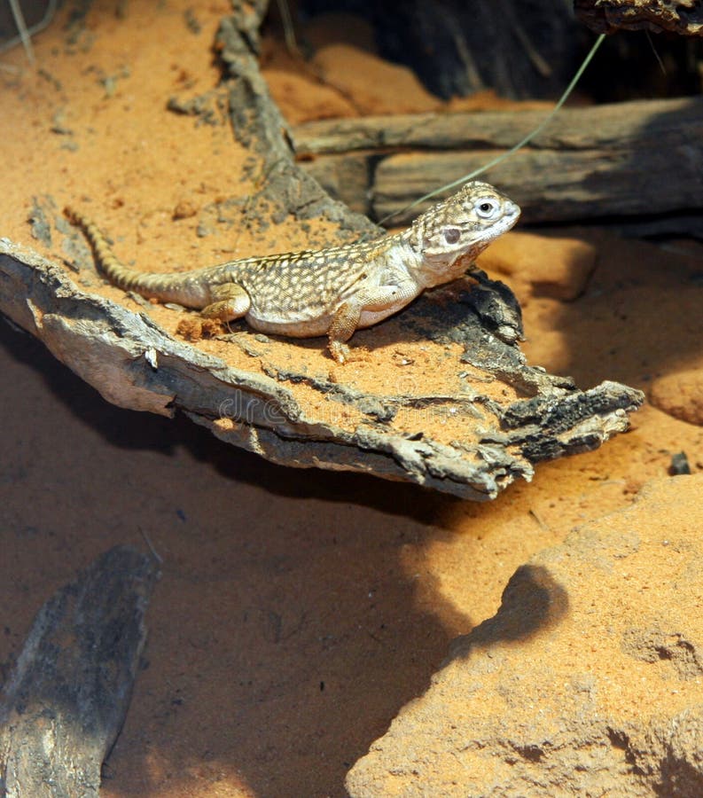 Lizard in Sydney Zoo Australia Stock Photo - Image of environment ...
