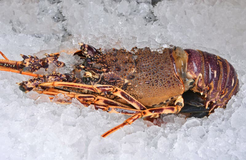 Australian lobster stock photo. Image of lobster, crab - 55556170