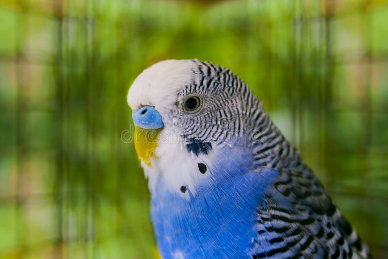 917 Australian Love Bird Stock Photos - Free & Royalty-Free Stock ...