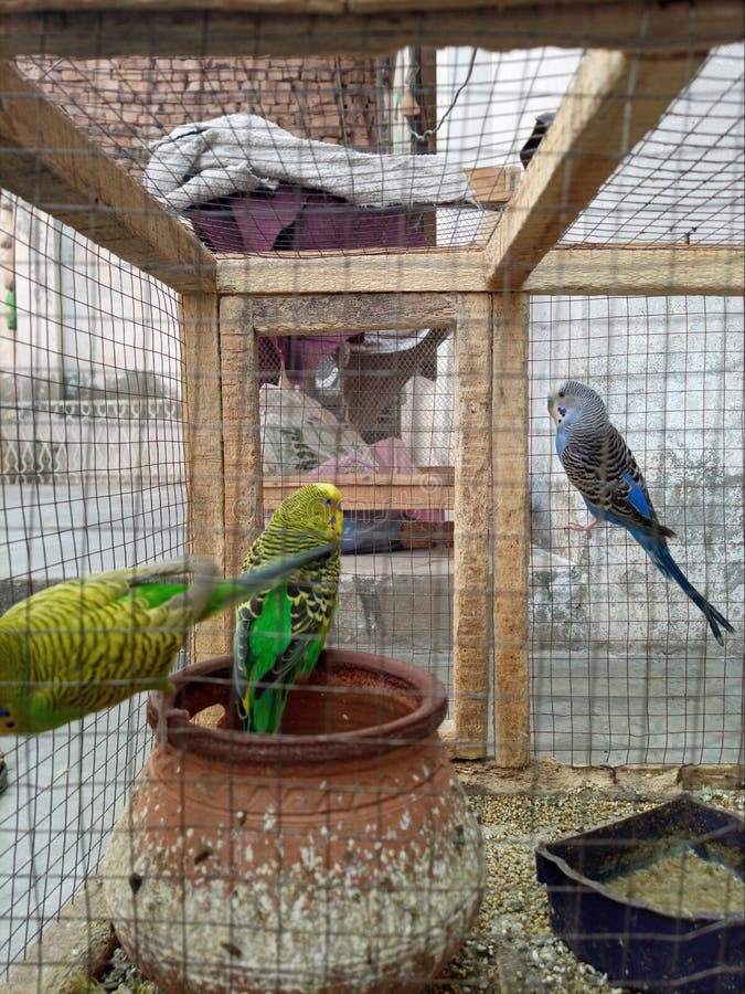 Australian love birds stock image. Image of australian - 210331279