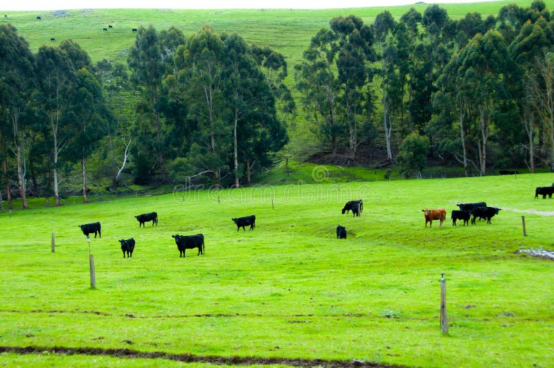 Australian Lowline Cattle stock image. Image of gray - 242069021