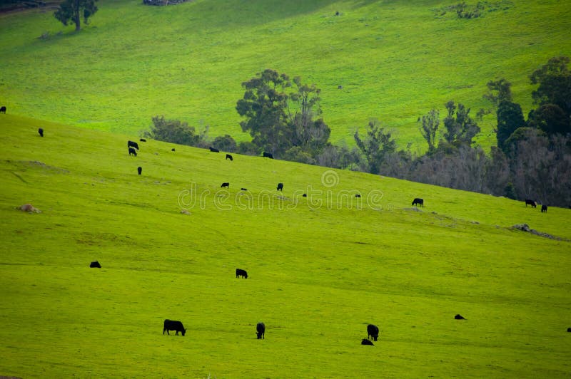 Australian Lowline Cattle stock photo. Image of western - 242069054