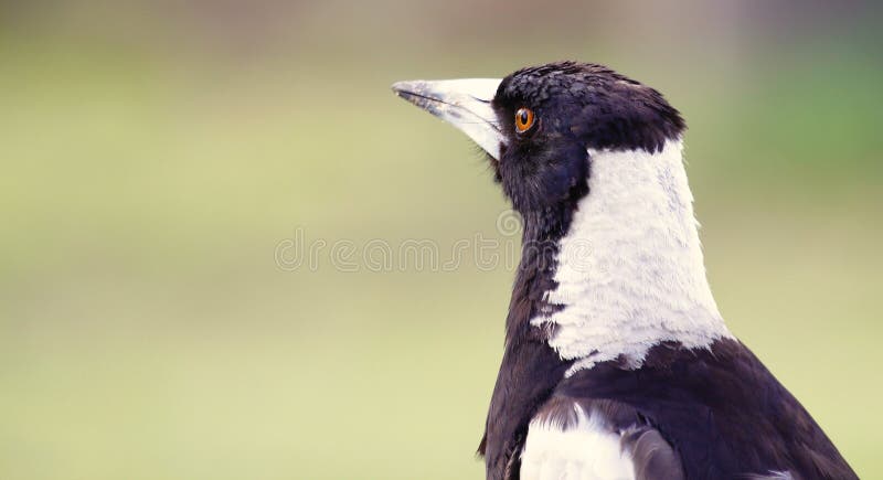 Australian Magpie stock image. Image of magpie, flock - 20018229