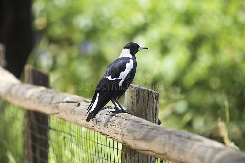 Australian Magpie Bird on the Fence Stock Image - Image of nature ...