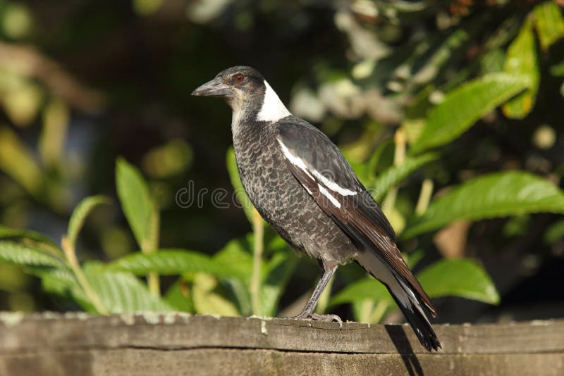 Magpie Bird Bath Happy Splash in Sunny Green Garden Stock Image - Image ...