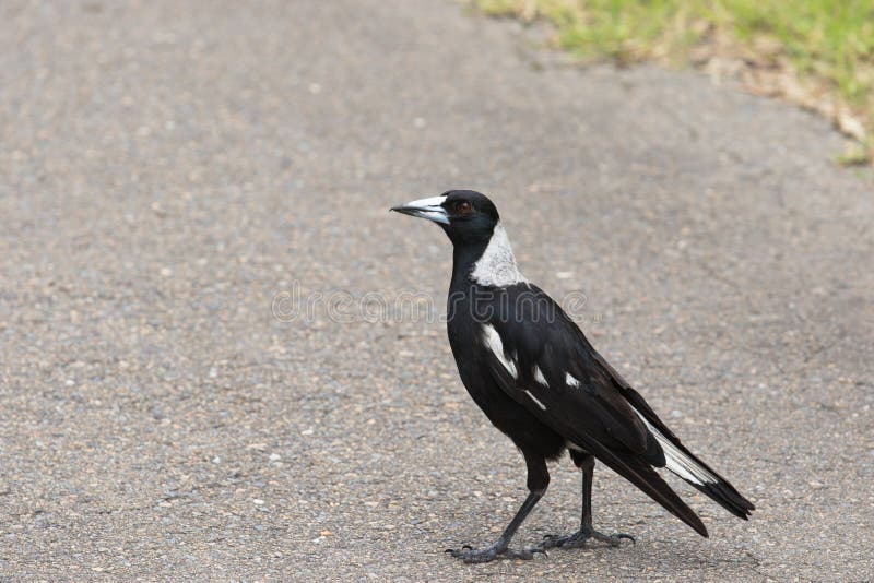 Australian magpie stock photo. Image of aggressive, australia - 98673796