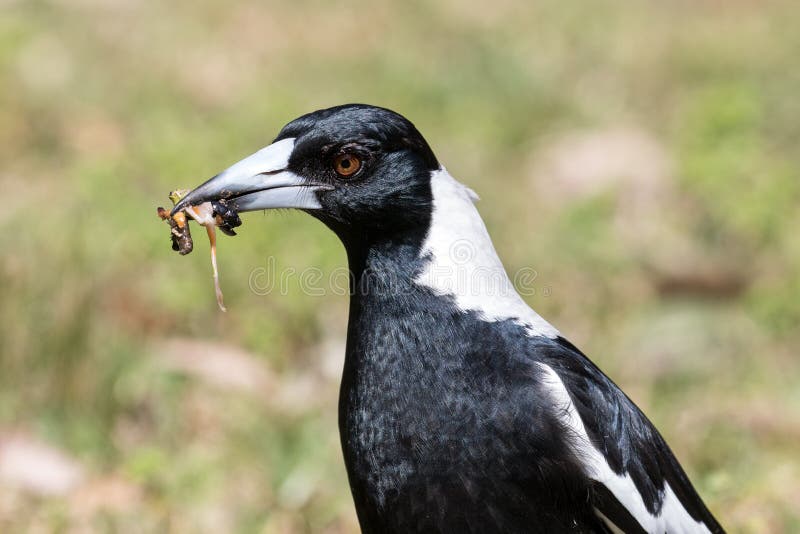 Australian Magpie stock image. Image of food, tibicen - 192045431