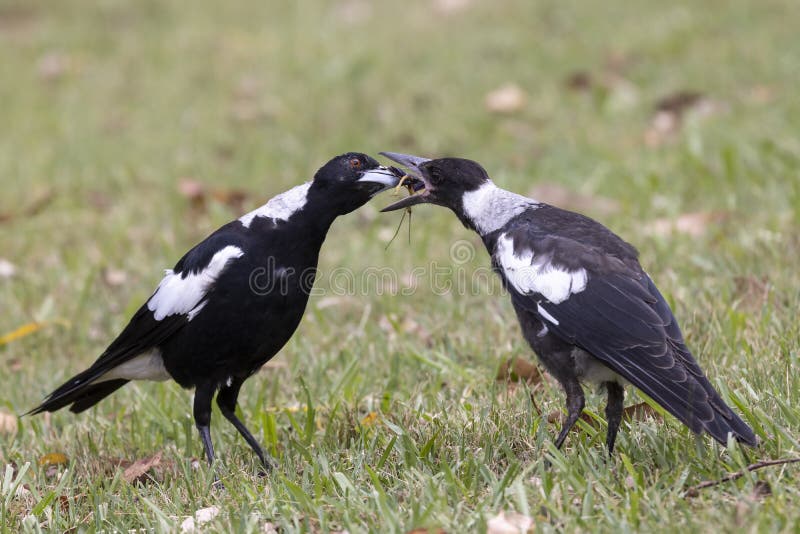 Australian Magpie feeding stock photo. Image of feeding - 268869642