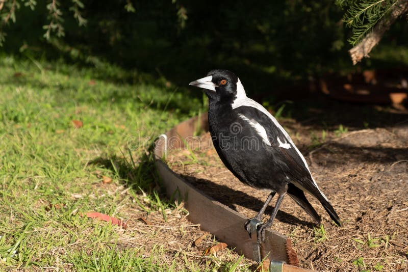 Australian Magpie in the Grass. Stock Image - Image of orange, outdoors ...