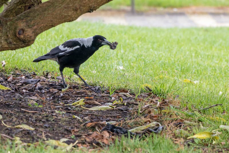 Australian Magpie Hunting and Eating Mouse Stock Image - Image of ...