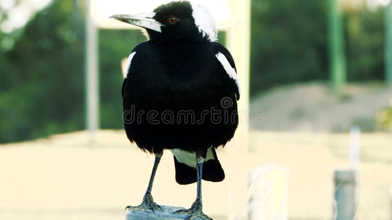 Australian magpie outdoors stock video. Video of avian - 155715569