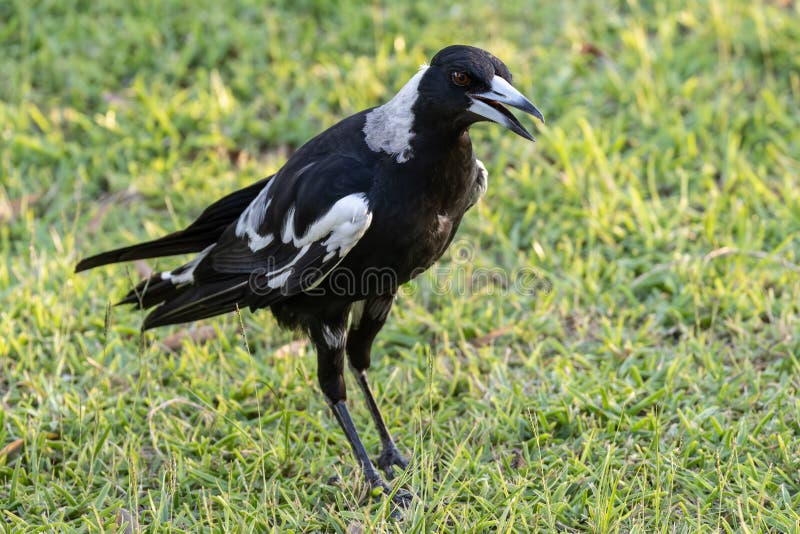 Australian Magpie stock photo. Image of australia, wildlife - 300889384