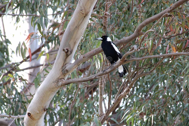 Australian Magpie - Perth - Australia Stock Image - Image of perth ...