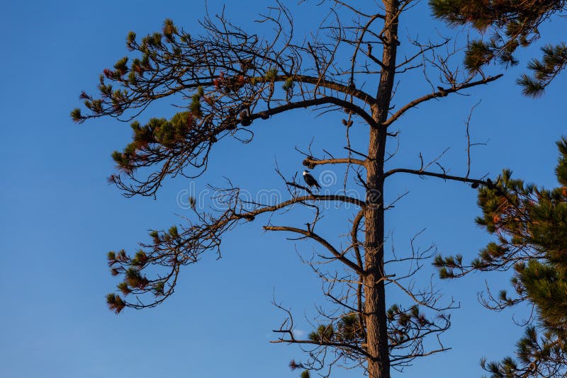 Australian Magpie Perching High on a Tree Branch. Stock Image - Image ...