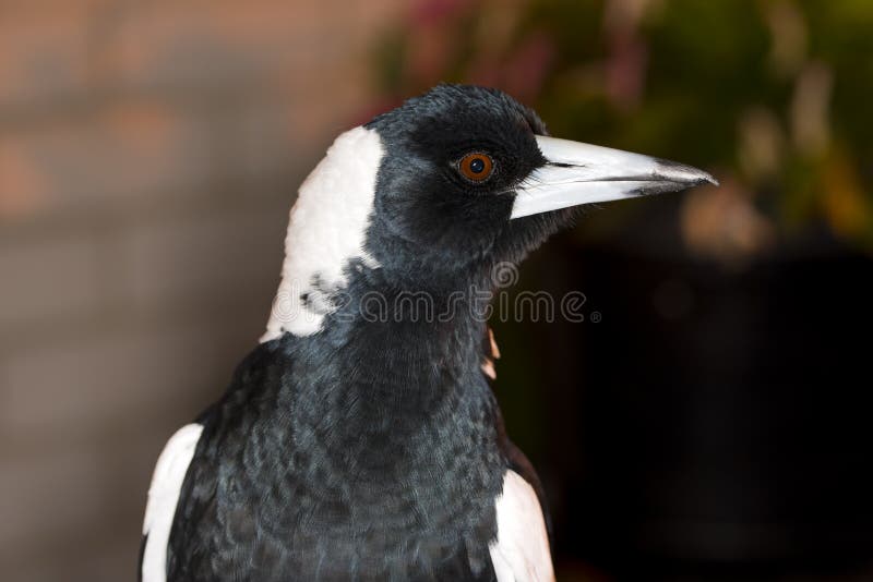 109 Australian Magpies Stock Photos - Free & Royalty-Free Stock Photos ...
