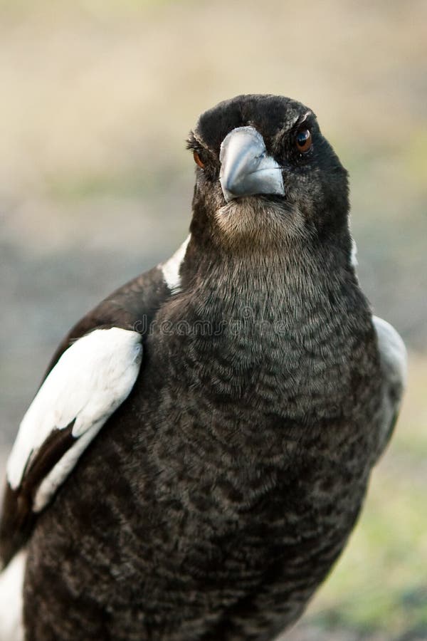 Australian Magpie Staring Straight Ahead. Stock Image - Image of ...