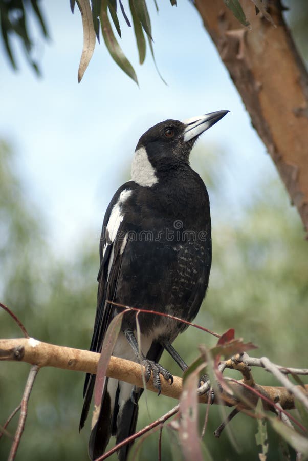 323 Australian Magpie Tree Stock Photos - Free & Royalty-Free Stock ...