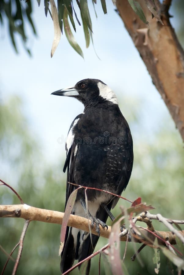 Magpie in Gum tree #2 stock image. Image of bird, stockman - 1727831