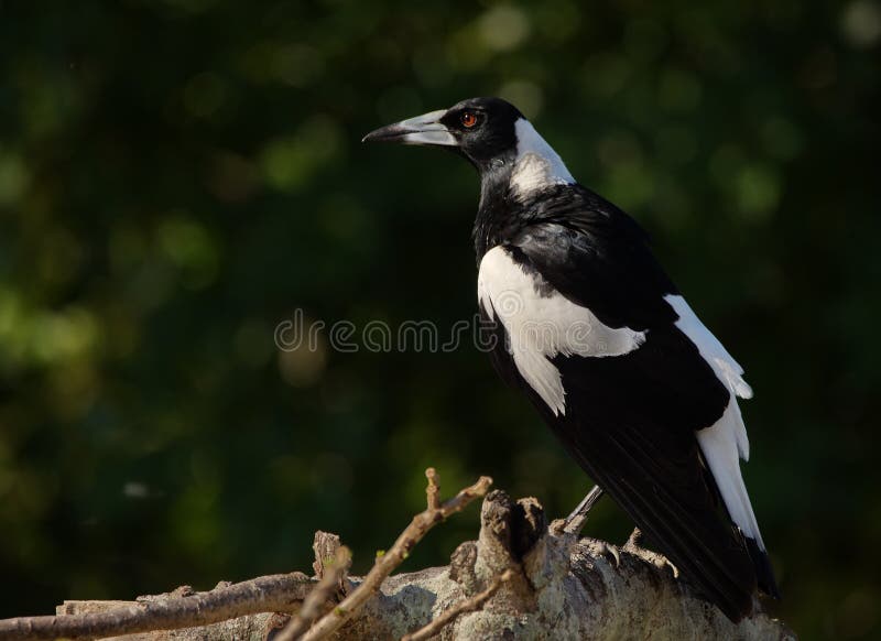 Australian magpie stock photo. Image of australian, wildlife - 128179182