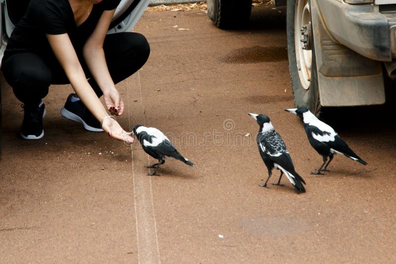 Australian Magpies stock image. Image of beak, ground - 117124963