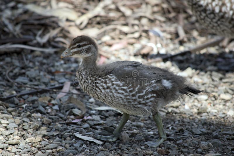 This is an Australin Maned Duck Chick Stock Photo - Image of duck, wood ...
