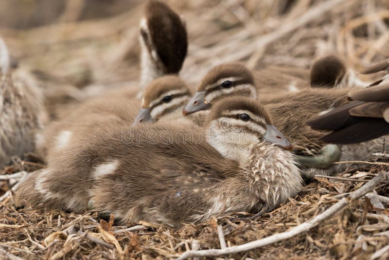 Australian Maned or Wood Duck Stock Image - Image of jubata, endemic ...