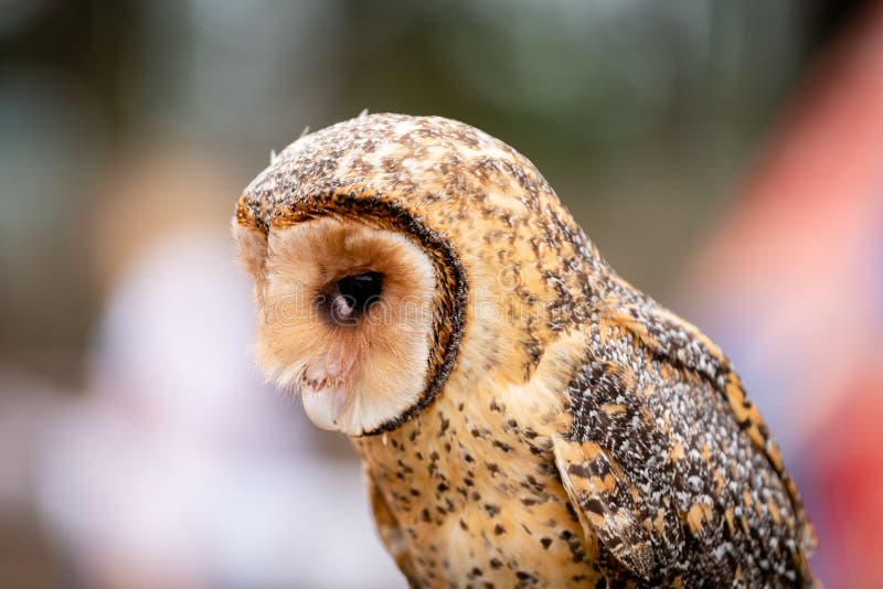 Australian Masked Owl Perched Looking Down - Side View of Face, Beak ...