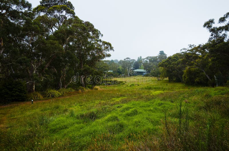 Australian Meadow with Trees on a Rainy Day Stock Image - Image of land ...