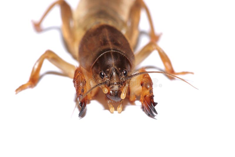 Australian Mole Cricket stock image. Image of isolated - 34799777