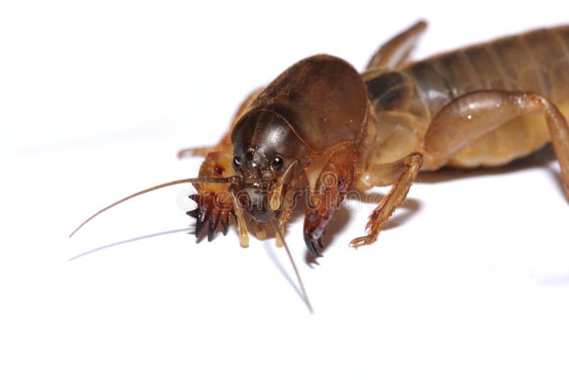 Australian Mole Cricket stock image. Image of brown, cricket - 34799403