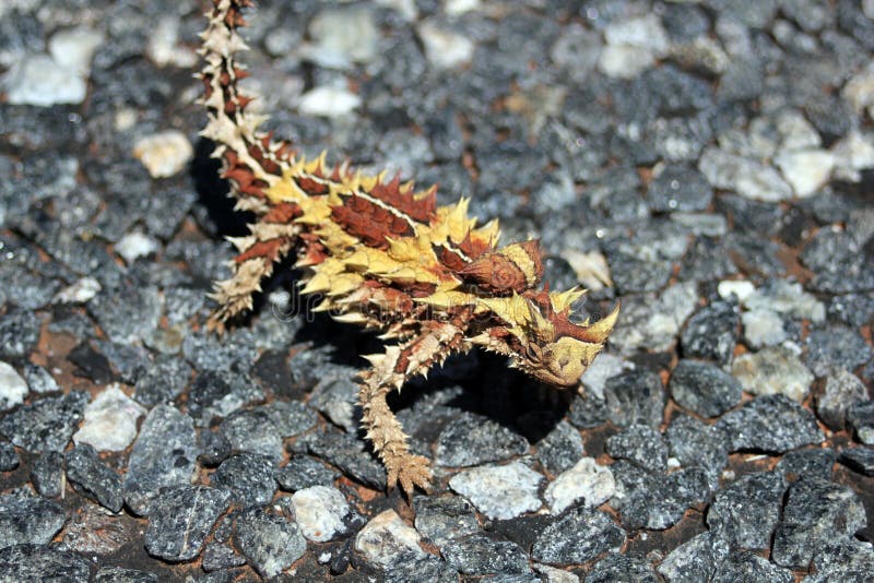 Thorny Devil Lizard stock photo. Image of creature, horridus - 6610764