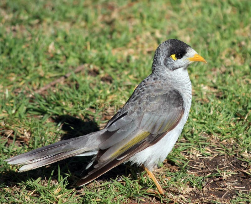 Australian Myna bird stock photo. Image of alert, noisy - 7575432