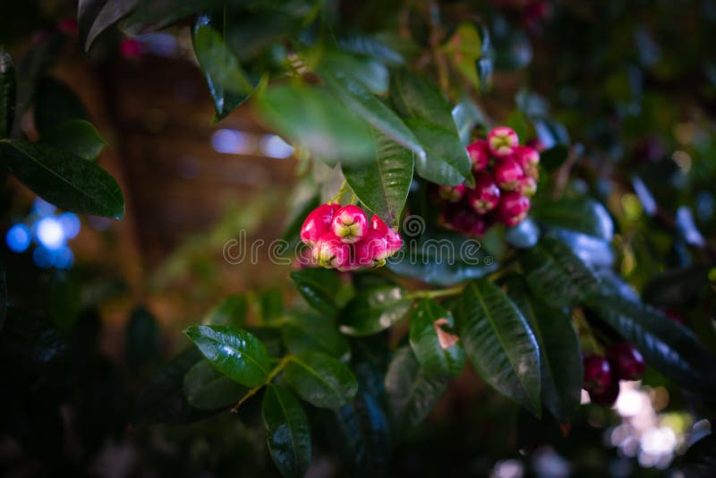 Australian Myrtle Fruits on the Tree Stock Image - Image of green ...